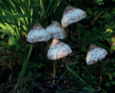 Champignon Psilocybe